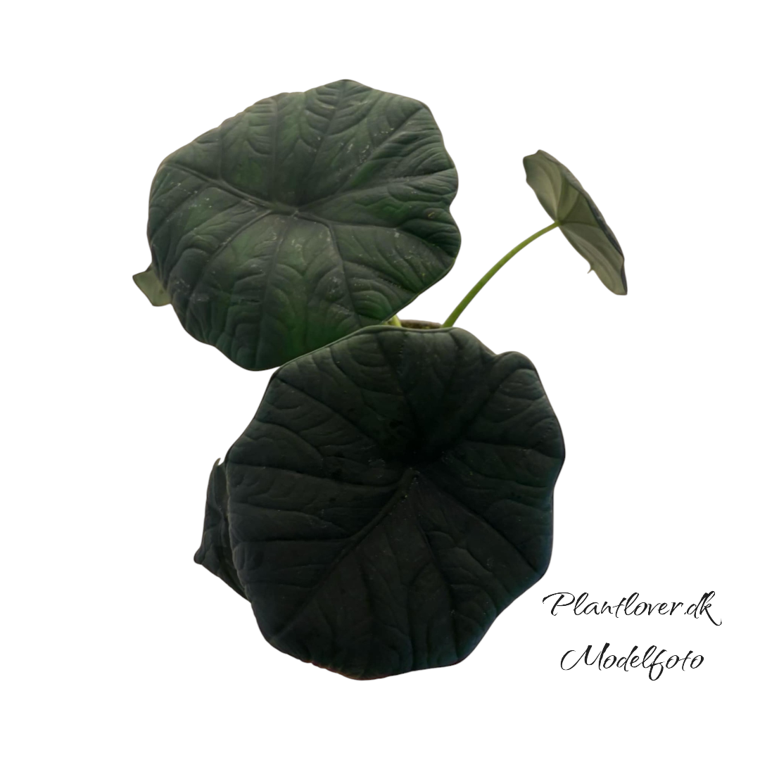 Alocacia Charii 12cm - Alocasia - Plant Lover